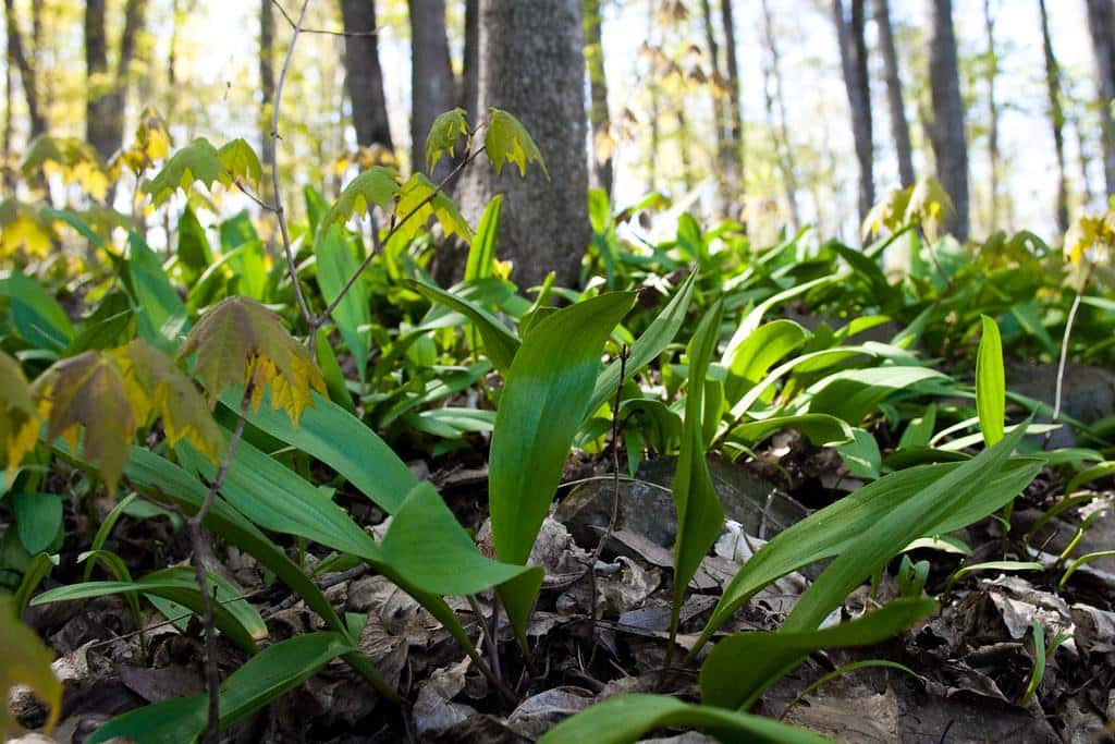 12 Wild Foods to Try in Canada