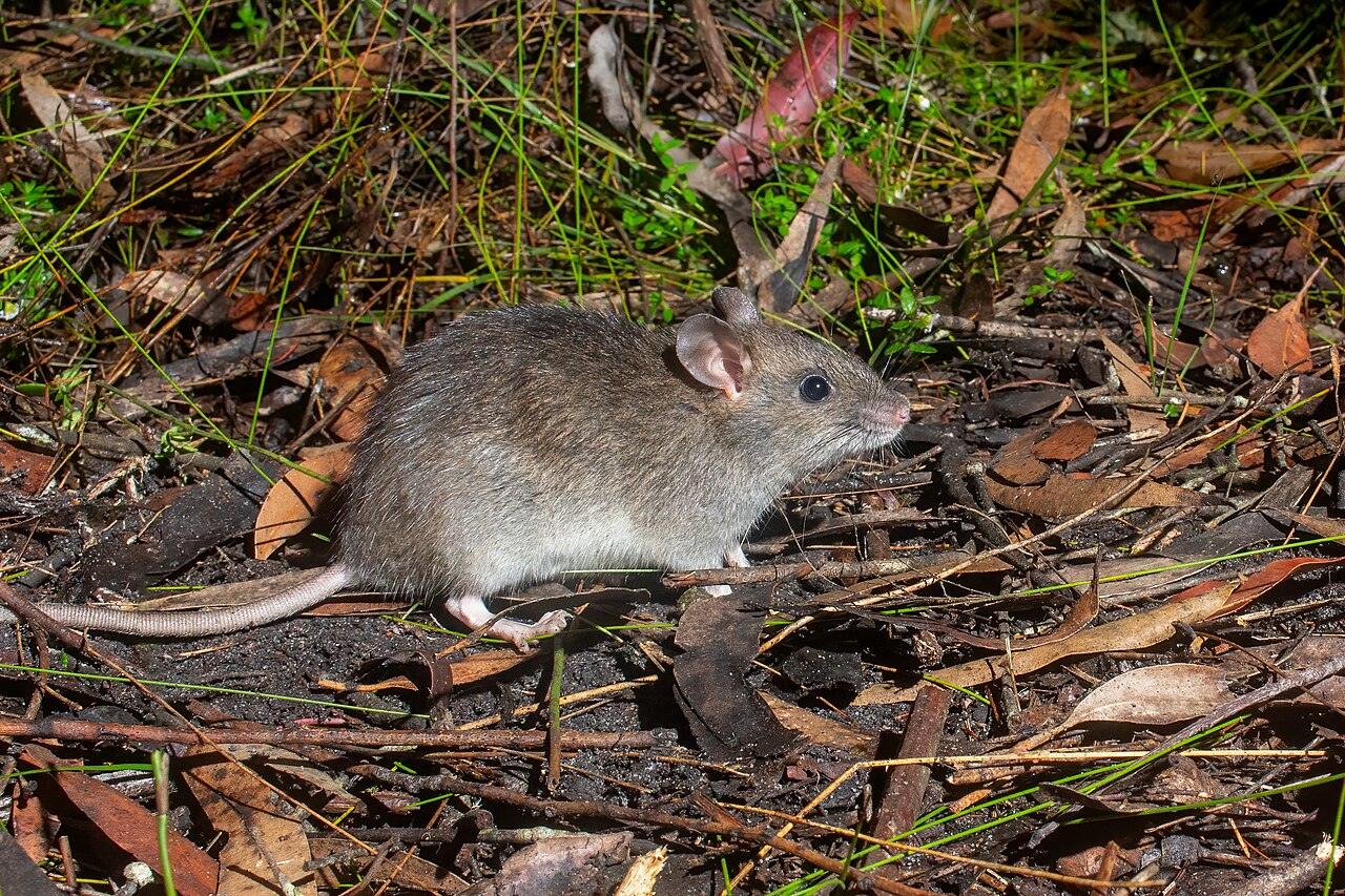Africa’s Most Daring Dishes: From Warthog Anus to Mopane Worms