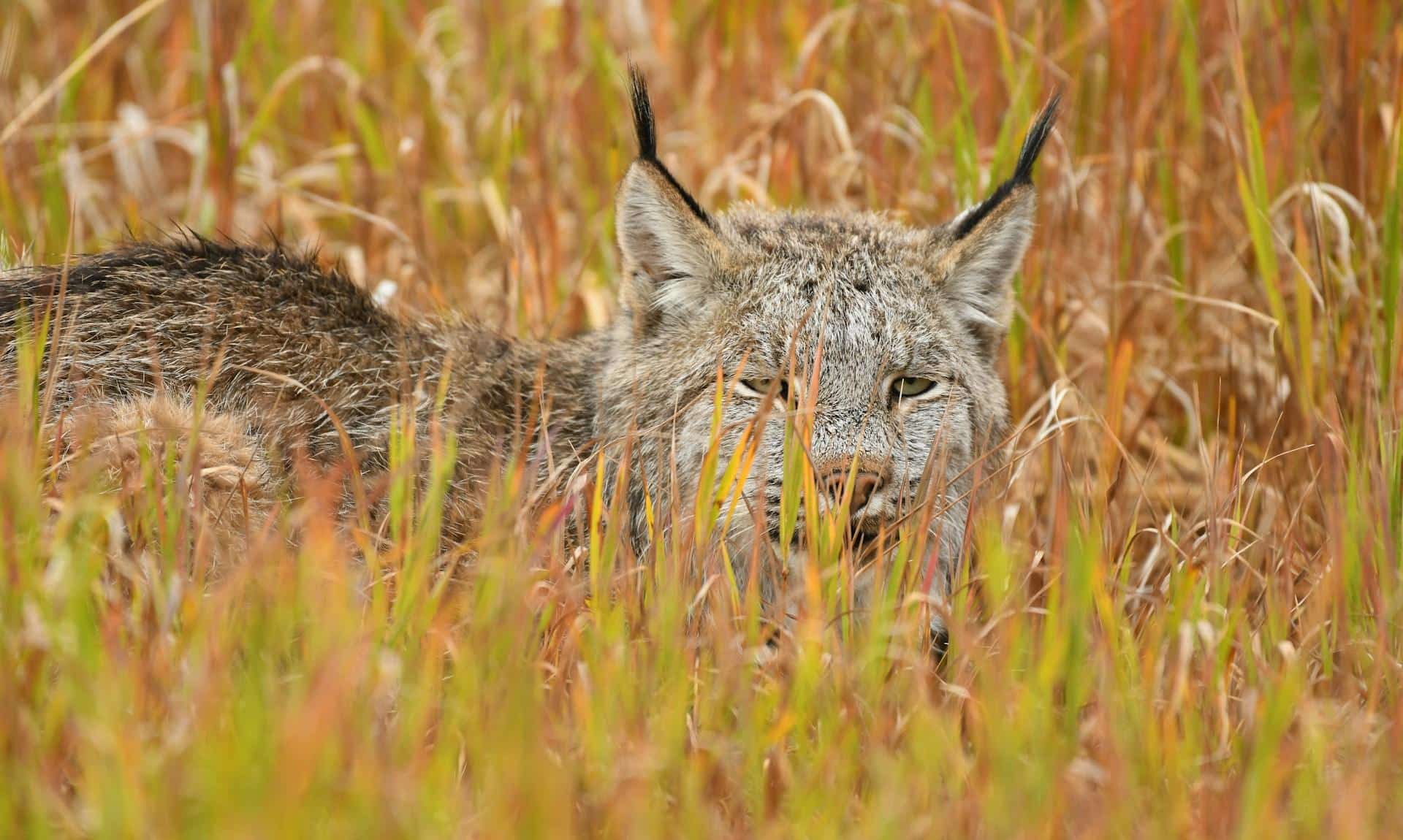 12 Places to Spot Canada’s Elusive Lynx