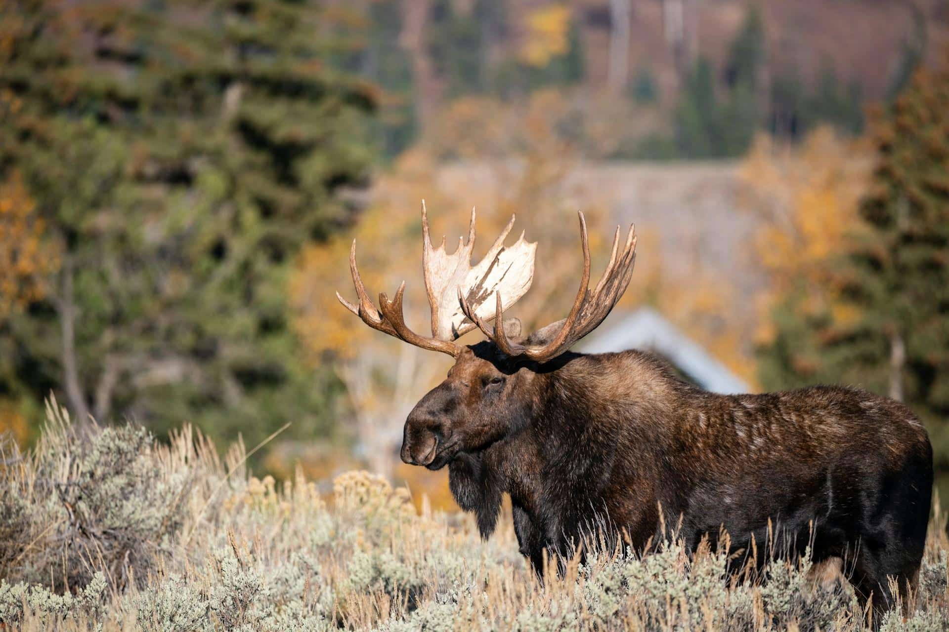 12 Animals in Canada That Can (and Will) Ruin Your Vacation