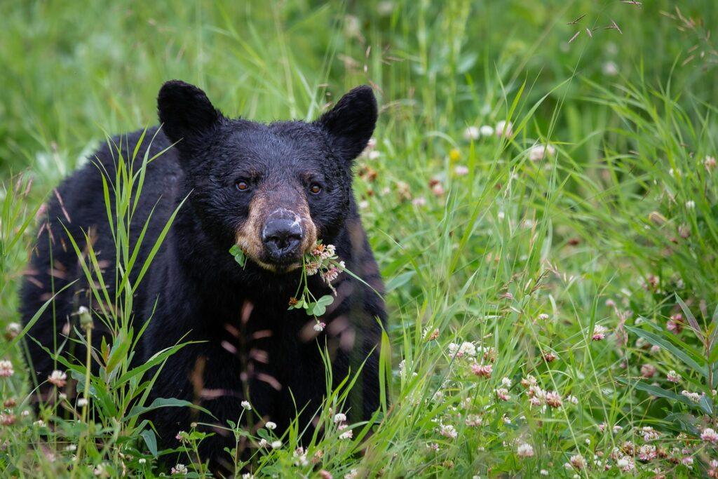 10 Canadian Locations Where You'll Actually Spot a Moose