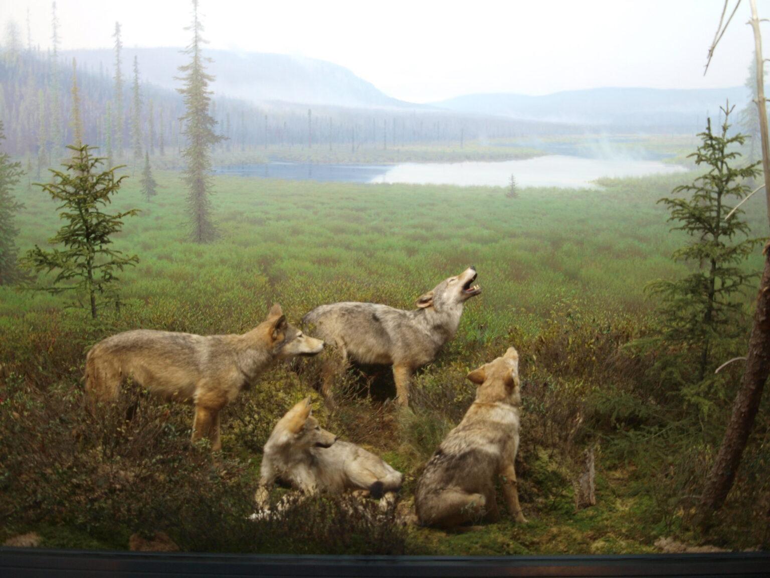 11 Places Where You Can Still Find Wild Wolves in Canada