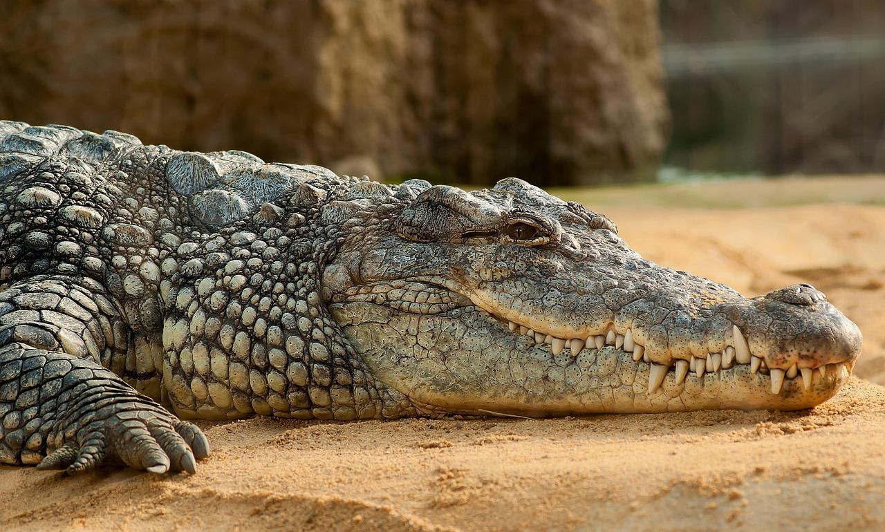 17 Bizarre Facts About Ancient Egypt