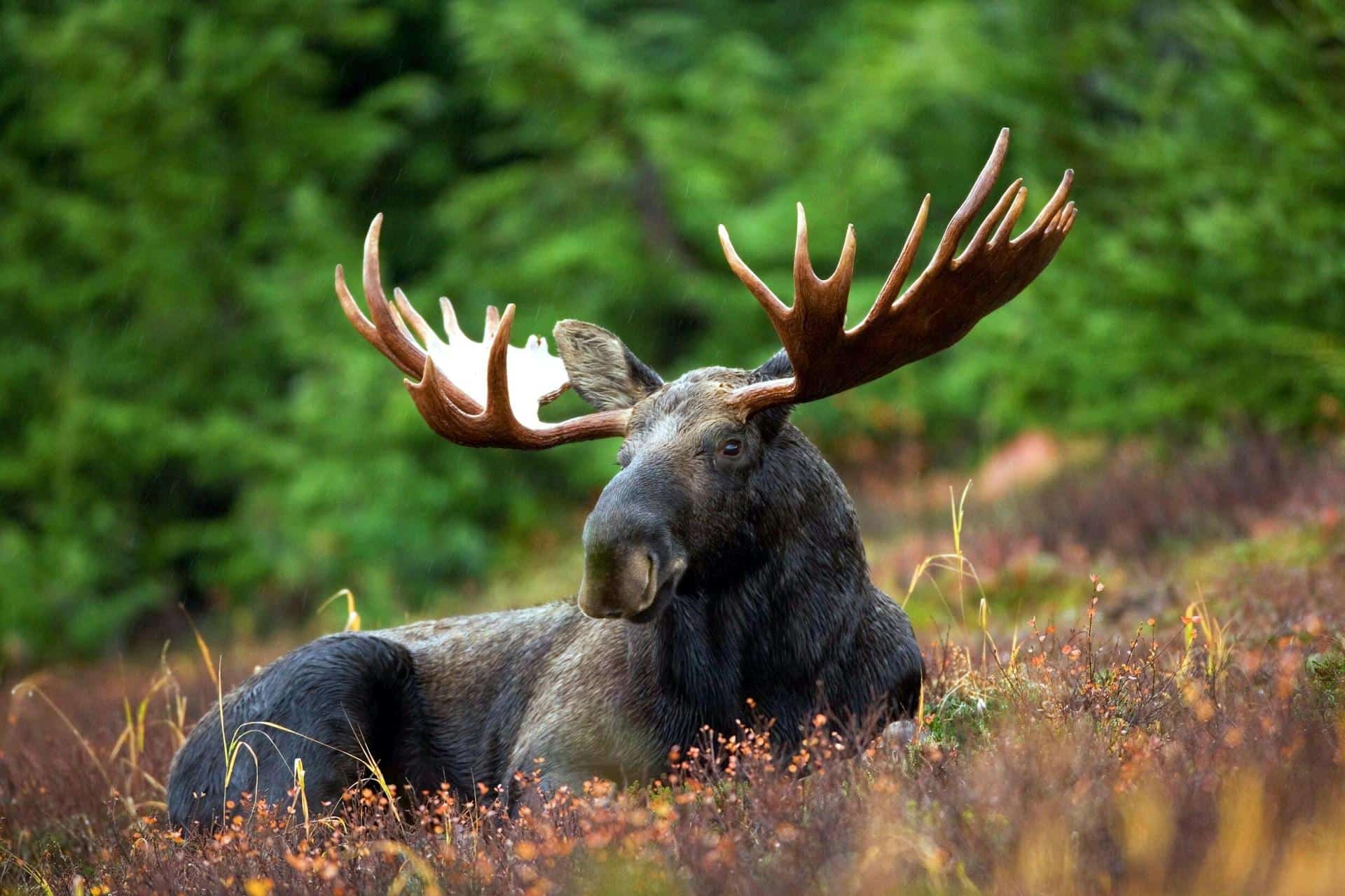 10 Canadian Locations Where You'll Actually Spot a Moose