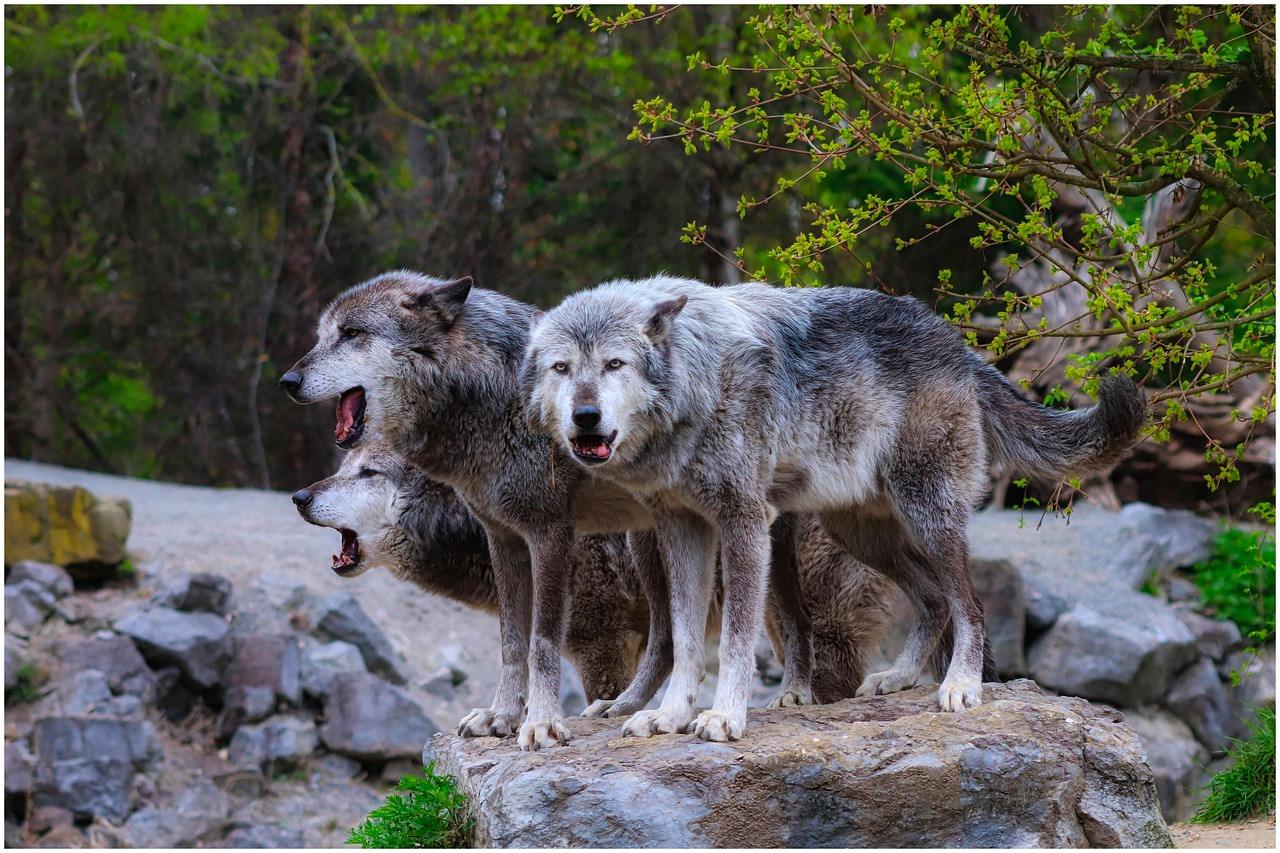 11 Places Where You Can Still Find Wild Wolves in Canada