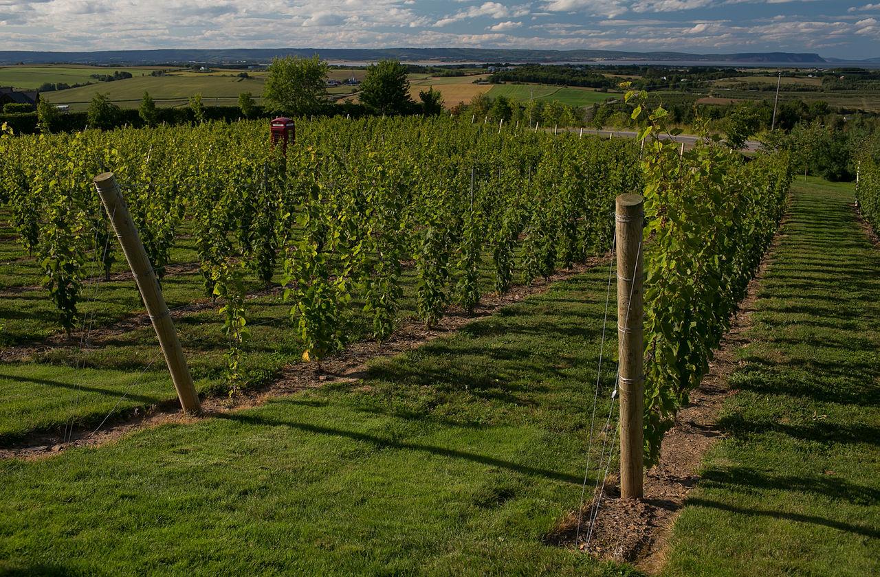13 Canadian Wine Country Areas Where Retirees Thrive