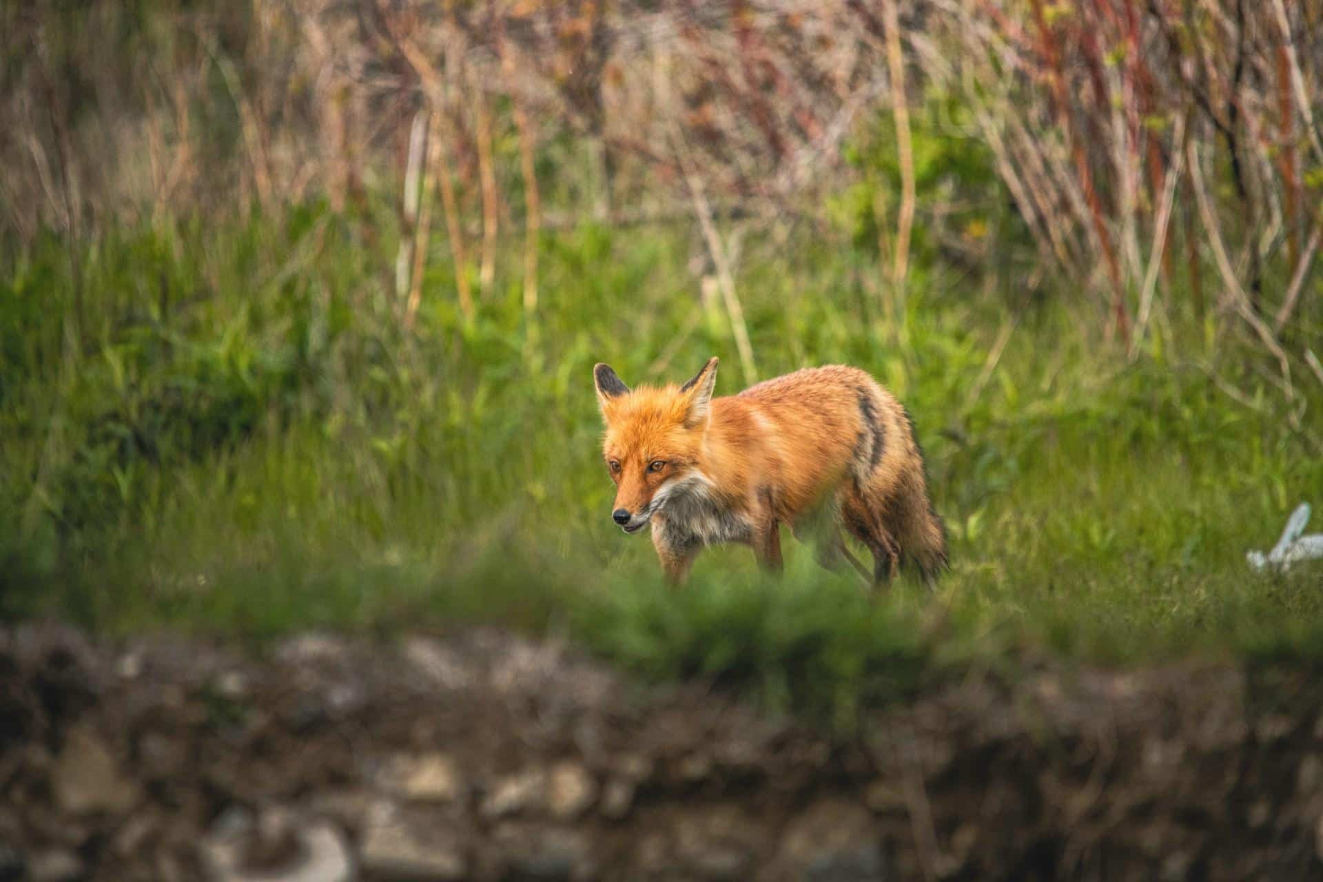 10 Urban Areas in Canada Overrun by Dangerous Animals