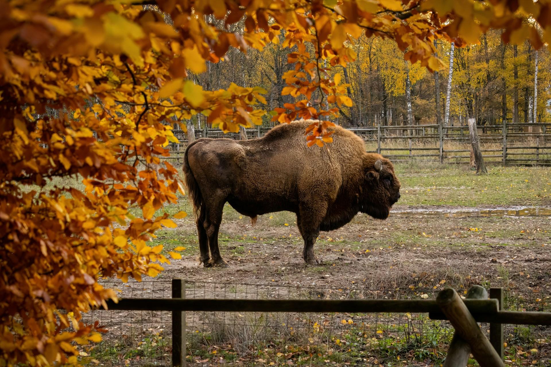 9 Places Where You Can See Canada's Massive Wood Bison Herds