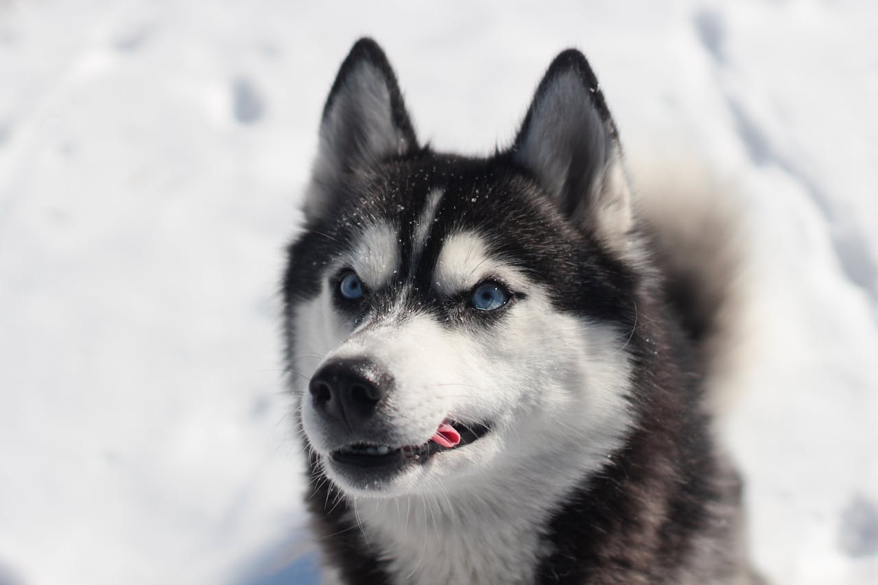 The best dog breeds for Canadian climates and lifestyles