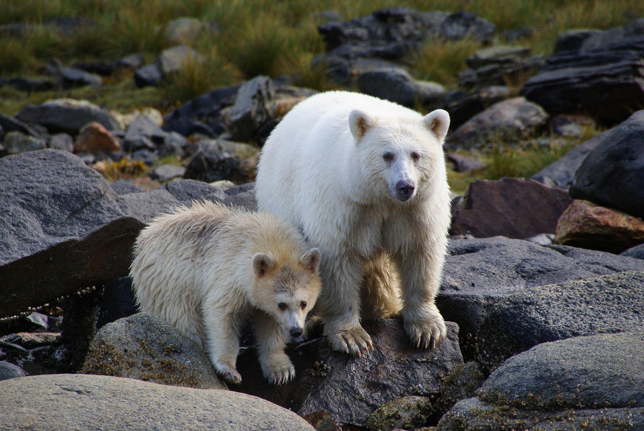 Chasing Canada's most elusive wildlife, from spirit bears to narwhals