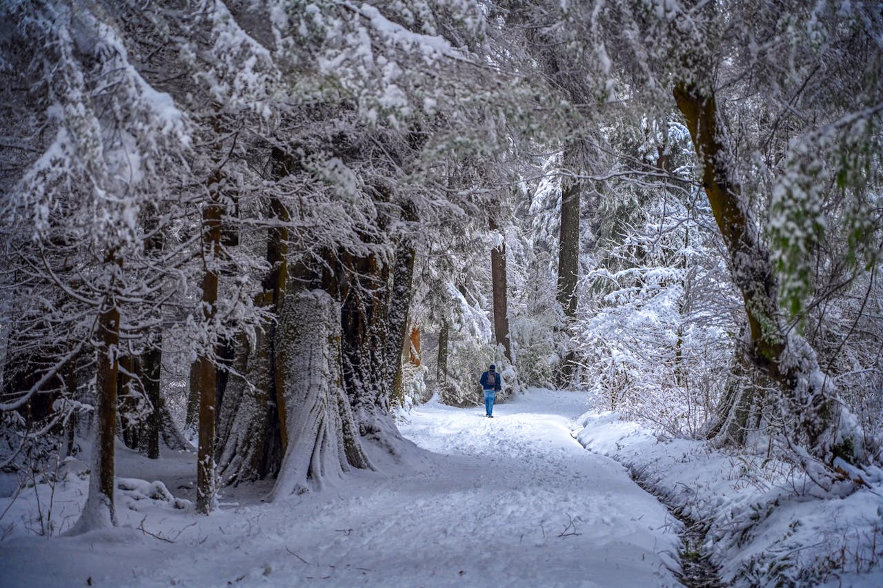 Victoria vs. Vancouver Island: Who wins the "winter escape" crown?